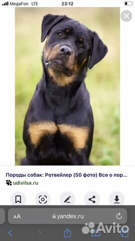 Ротвейлер кобель 3 года