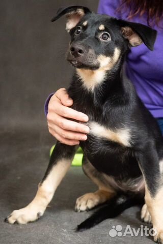 Нежная и ласковая Сонечка. Щенок в дар