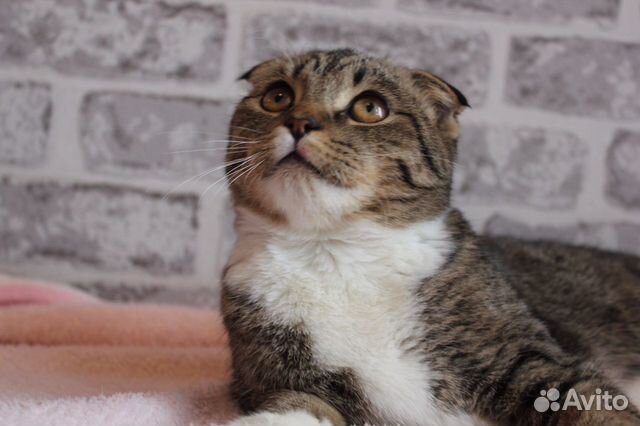 Ласковый котенок(девочка, 5-6 мес) ищет дом