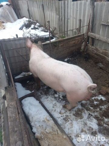 Хряк йоркшир