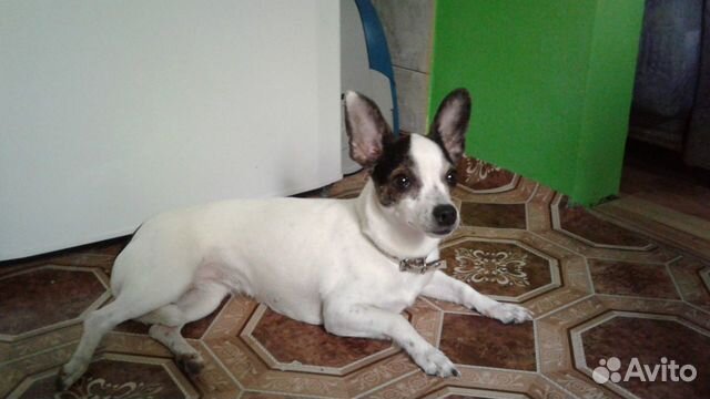 Комнатная собачка