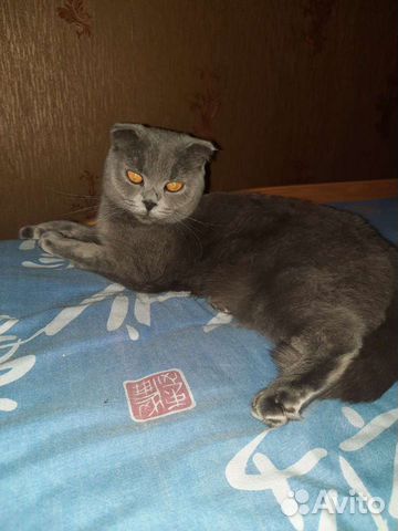 Ждём котика на вязку