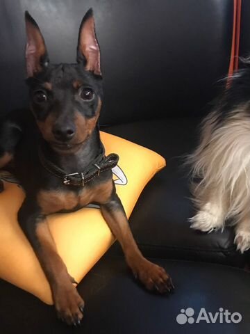 Вязка Цвергпинчер