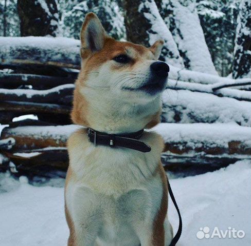 Щенки сиба ину