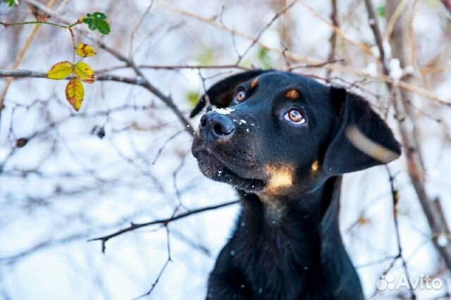 Немецкий пинчер метис