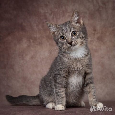 Котенок мальчик Симус в добрые руки