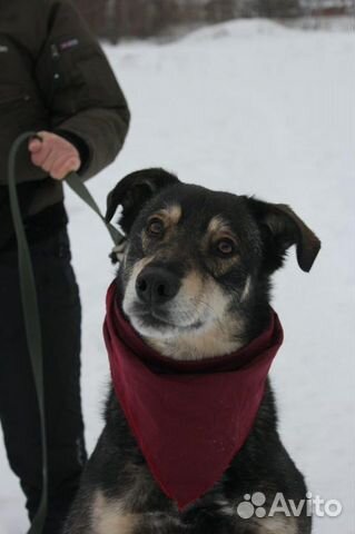 Собака в добрые руки