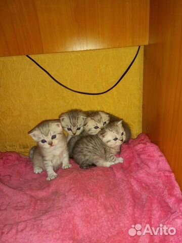 Котята британские
