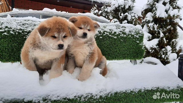 Акита классные парни