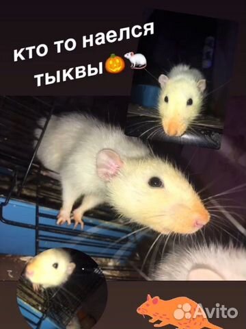 Белые крысы, два брата, ручные