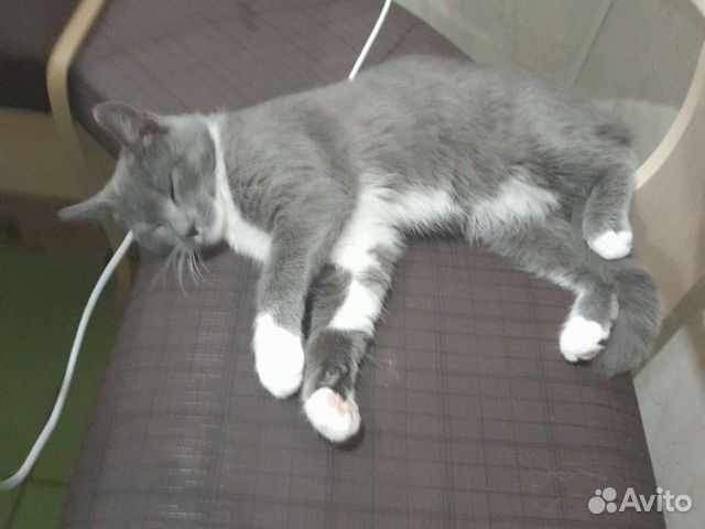 Кошка в дар,зовут Муся подкидыш,живёт у нас уже че