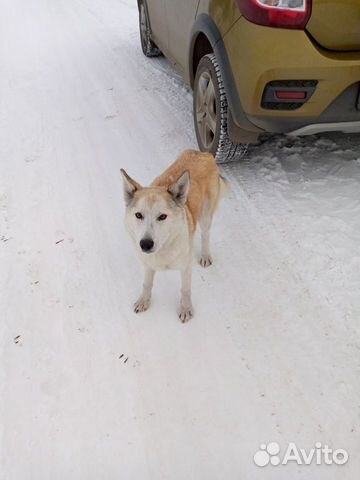 Рыженькая хасочка