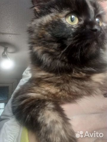 Подросток кошечка Лапулька