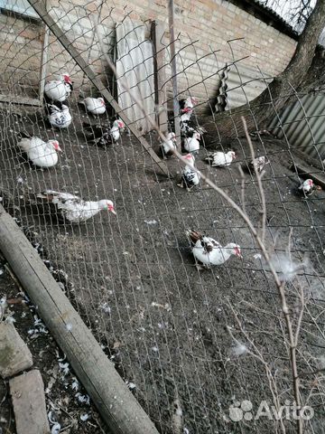 Мускусные утки