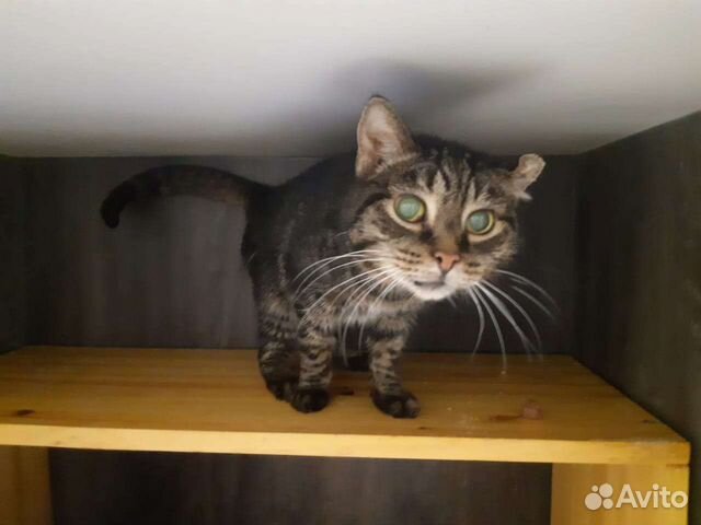 Осиротевшая кошка в 20 лет помогите найти дом