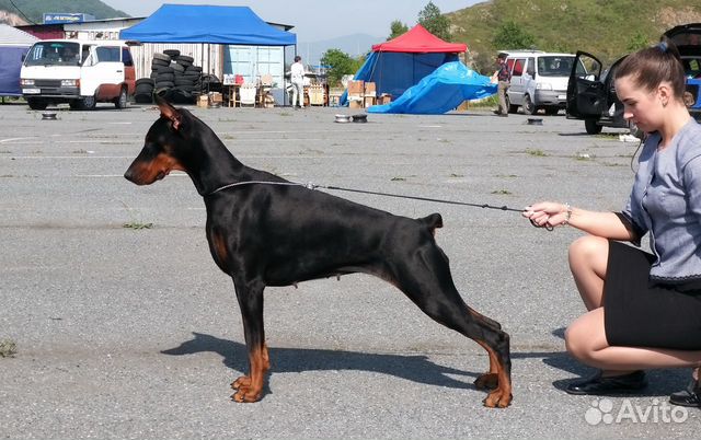 Продается щенок добермана