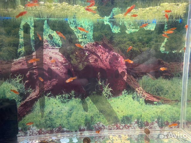 Мальки меченосцы