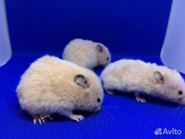 Сирийский хомяк