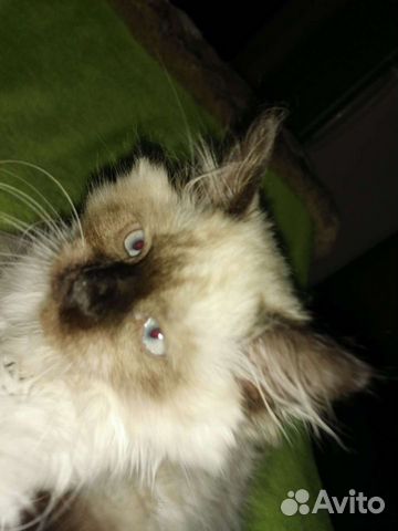 Котенок Невская маскарадная