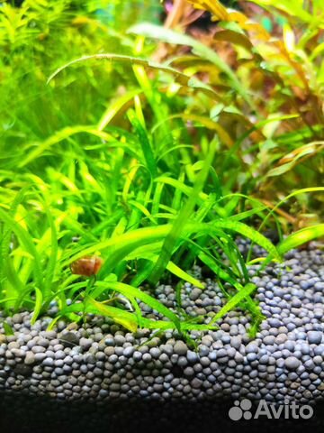 Грунт для аквариума