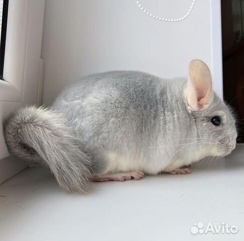 Шиншилла голубой бриллиант