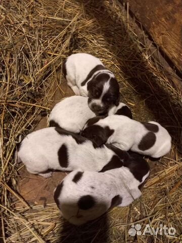 Щенки Курцхаар