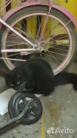 Молодой кот