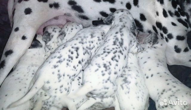 Очаровательные щеночки далматина