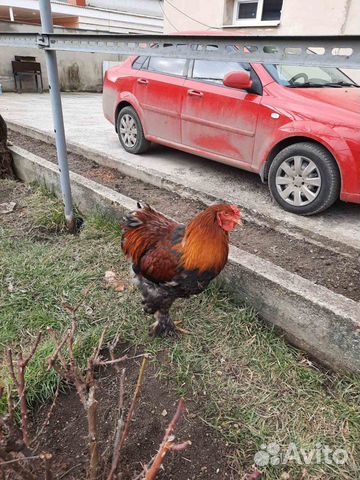 Продам Петухов Брама