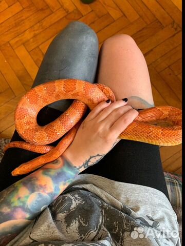 Маисовый полоз