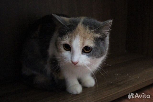 Трёхцветная маленькая Ириска ищет дом