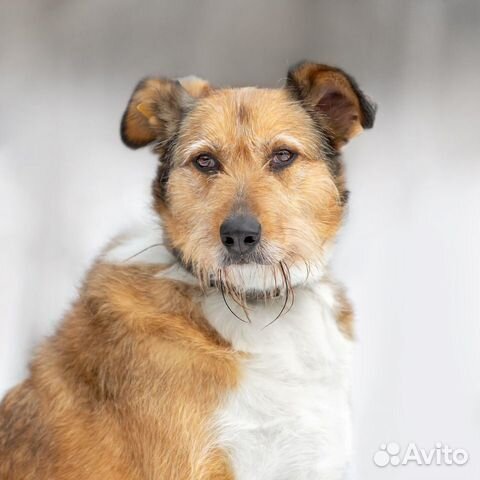 Терьеристая собака из приюта в дар