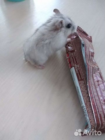 Джунгарский хомяк