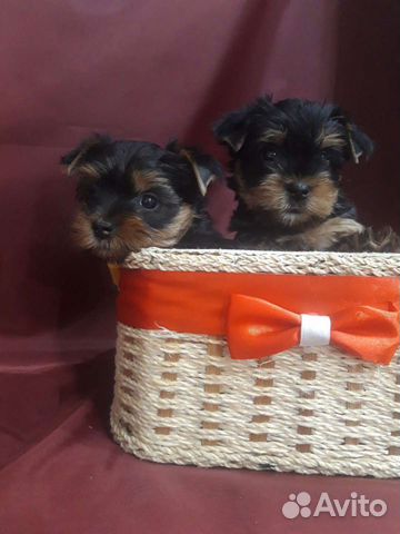 Девчоночки красоточки