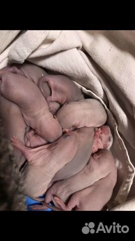 Крысята голубые бронь