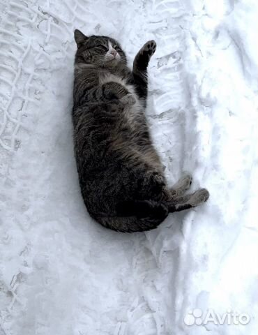 Ручной котик замерз загородом