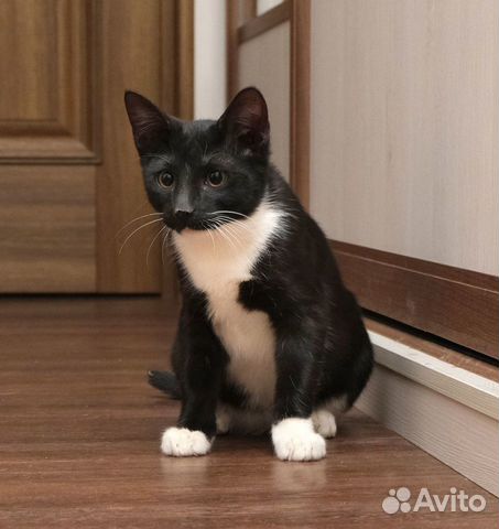 Фима азартный игрок ищет дом