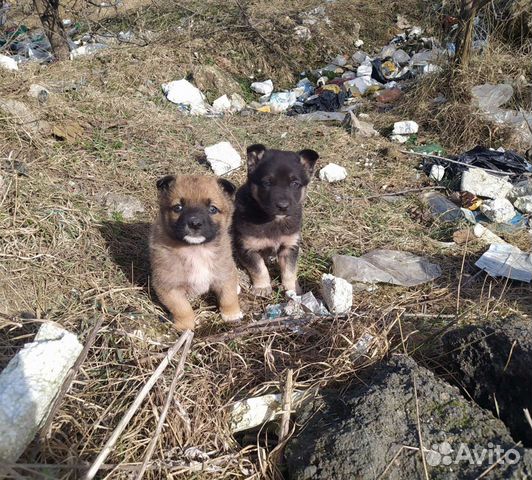Щенки в добрые руки