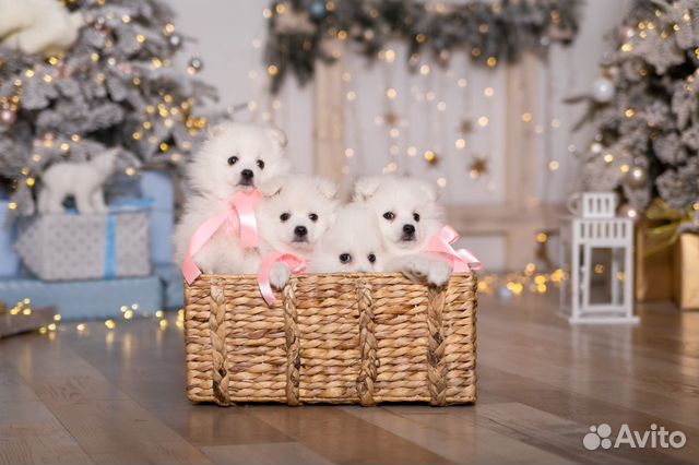 Продам щенков японского шпица