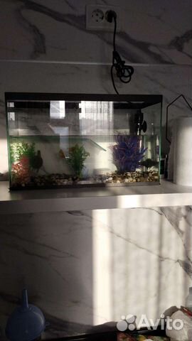 Аквариум с красноухой черепахой