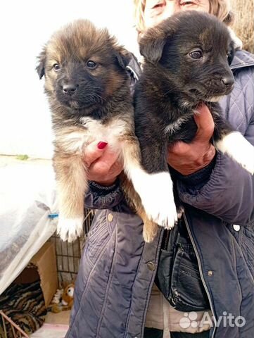 Отдам даром щенят