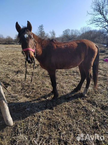 Жеребчик 3.5 лет