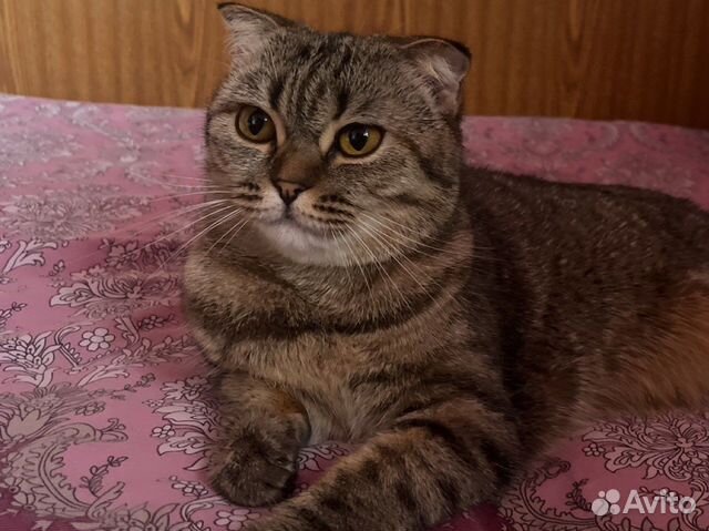 Нужен кот на вязку