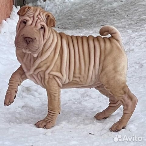 Шар-пей щенок