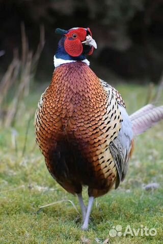 Фазан Дикий