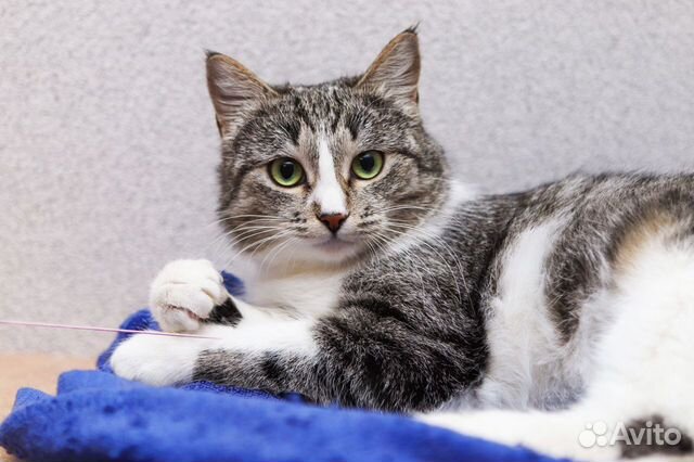 Кошка Мальвина ищет семью