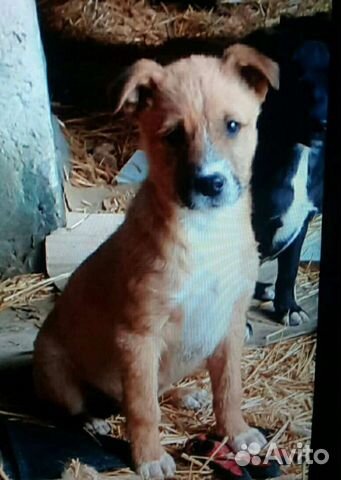 Щеночки плюшевые ждут спасения