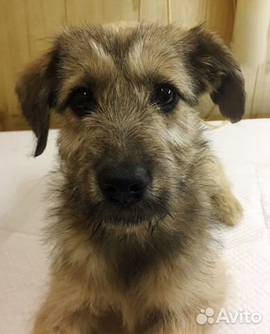 Щенок Ирма ищет дом