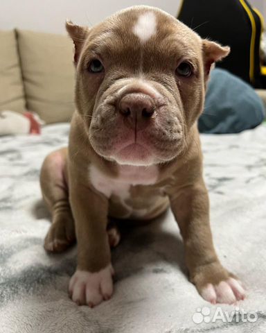 Американский булли покет