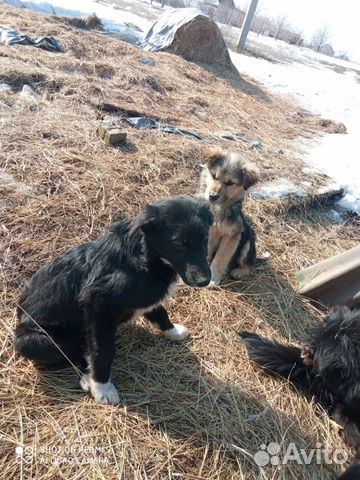 Щенки в добрые руки